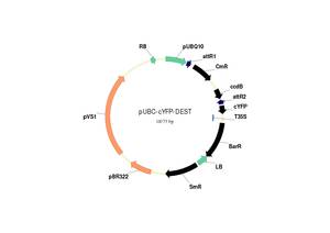 Vectors Molecular Biology Pdf - xsfreeware