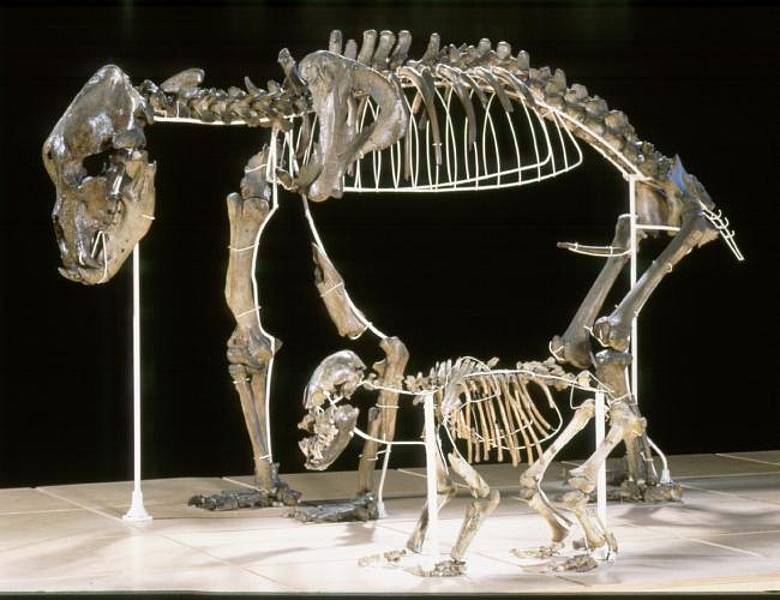 Humans Hunted and Butchered the Mighty Cave Bear into Extinction ...